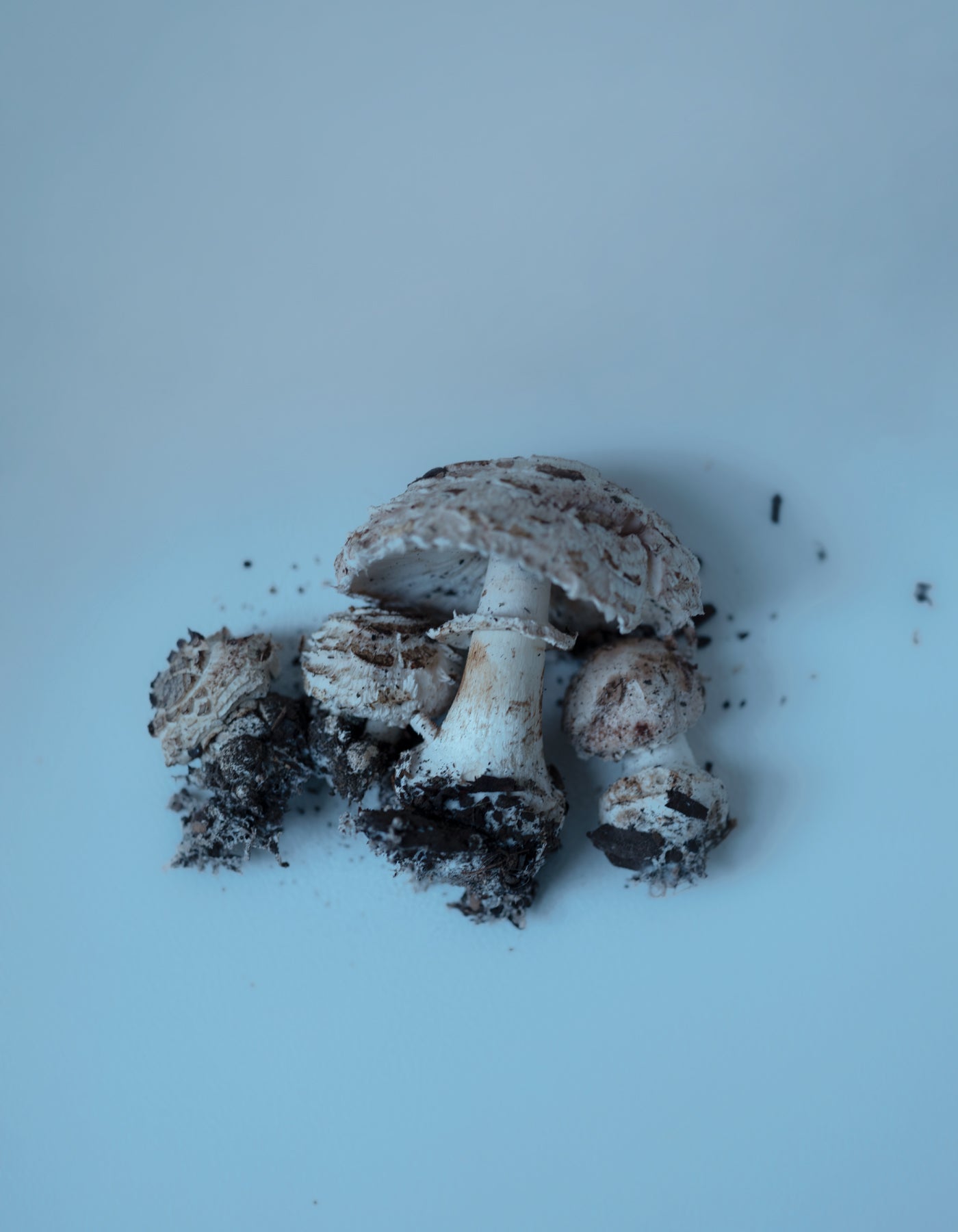 Takashi Homma for States of Change
